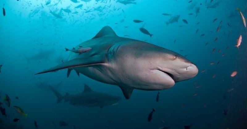 'Secrets of the Bull Shark': 20,000 teeth, 2 heads and other facts ...