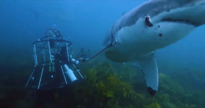 Shark Week 2020 | 'Jaws Awakens': How three thrillseekers risked all to ...