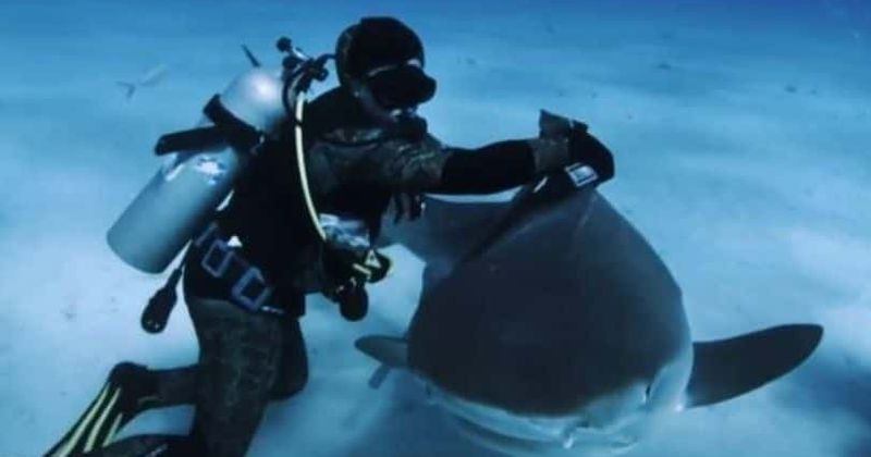 Shark Week 2020 | 'Extinct or Alive: Land of the Lost Sharks': Here are ...