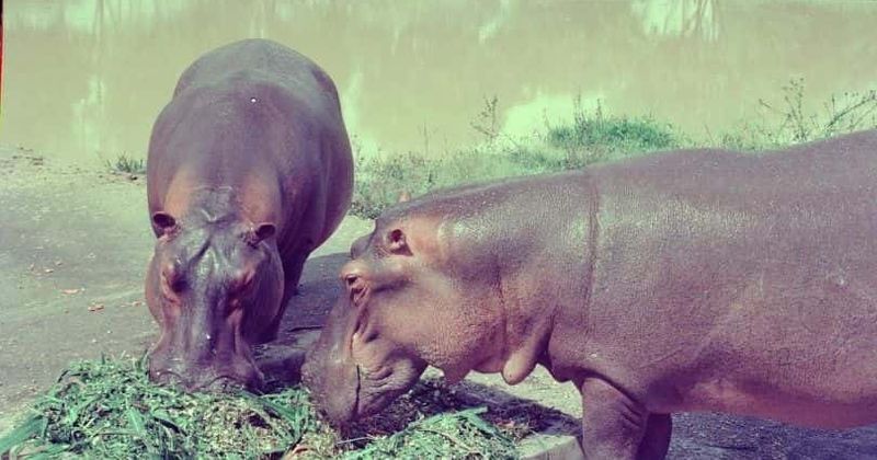 'The Hunt for Escobar's Hippos': Pablo Escobar's beloved imported ...