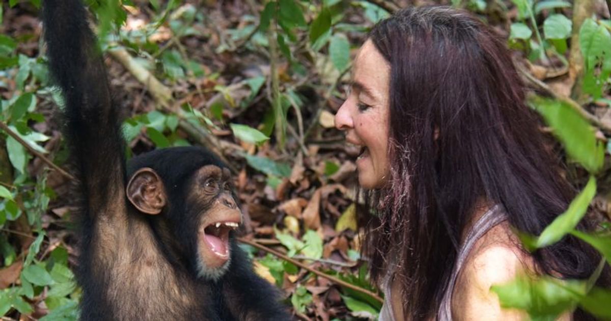 'Baby Chimp Rescue' Review: Heartening tale of chimps being saved and a ...